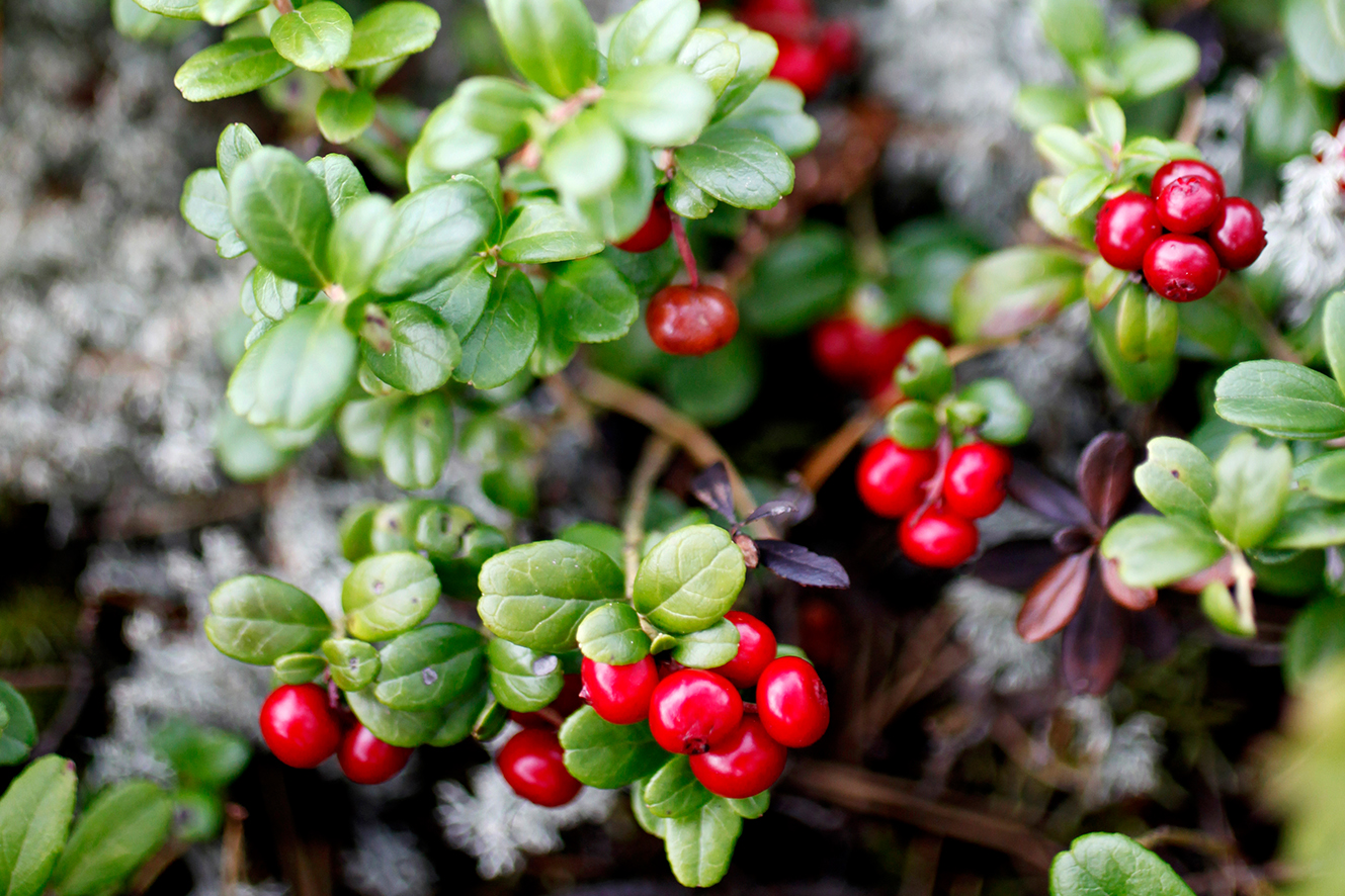 Foraging for Berries and Mushrooms | Visit Småland